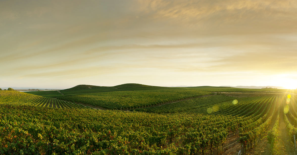 Turf Farm Loan | Agribusiness Loans For Sod Farms